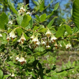 Deerberry | 25 Seeds | Vaccinium Stamineum | Florida Native Berry ...