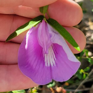 Butterfly Pea 15 Seeds Centrosema Virginianum Florida Native Flower ...