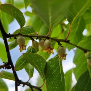 American Persimmon | 5 Seeds | Diospyros Virginiana | Florida Native ...