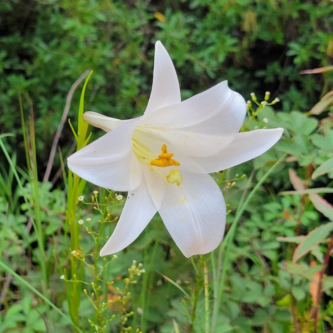 Philippine Lily | 25 Seeds | Lilium Philippinese | White Flower ...