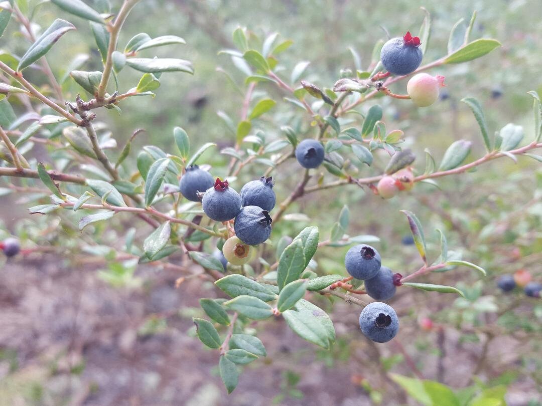 Shiny Blueberry | 25 Seeds | Vaccinium Myrsinites | Organic & Non-gmo ...