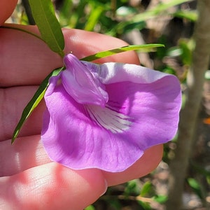 Butterfly Pea 15 Seeds Centrosema Virginianum Florida Native Flower ...