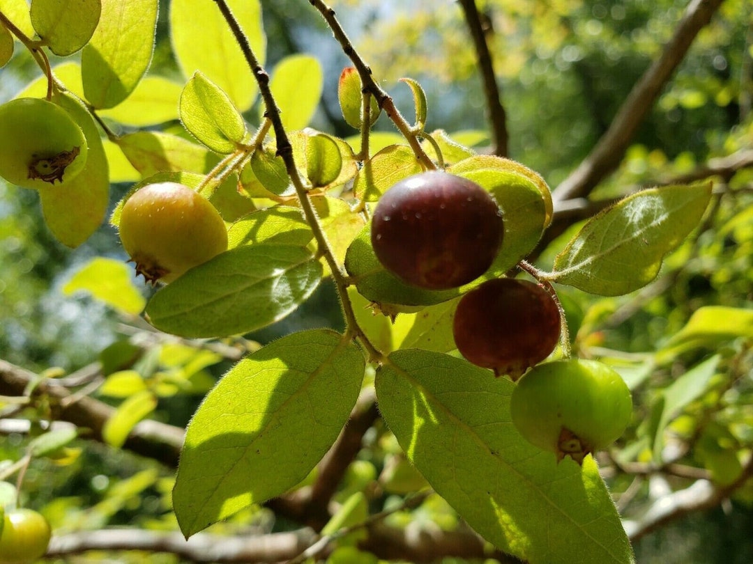Deerberry | 25 Seeds | Vaccinium Stamineum | Florida Native Berry ...