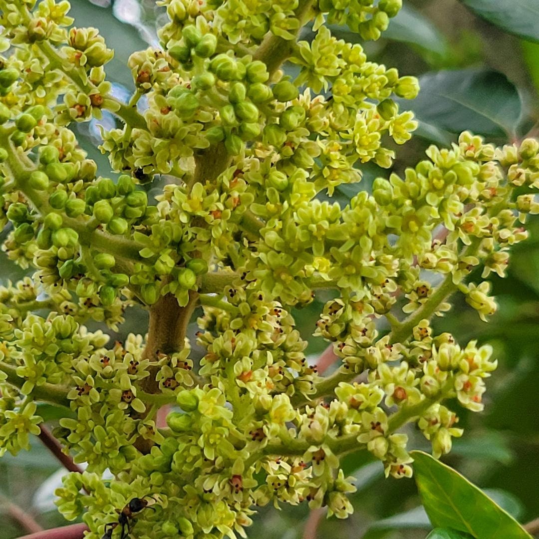 Winged Sumac | 25 Seeds | Rhus Copallinum | Florida Native | Organic ...