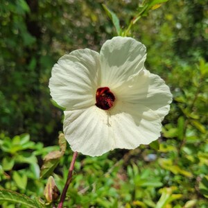 Pineland Hibiscus | 25 Seeds | Hibiscus Aculeatus | Comfortroot ...