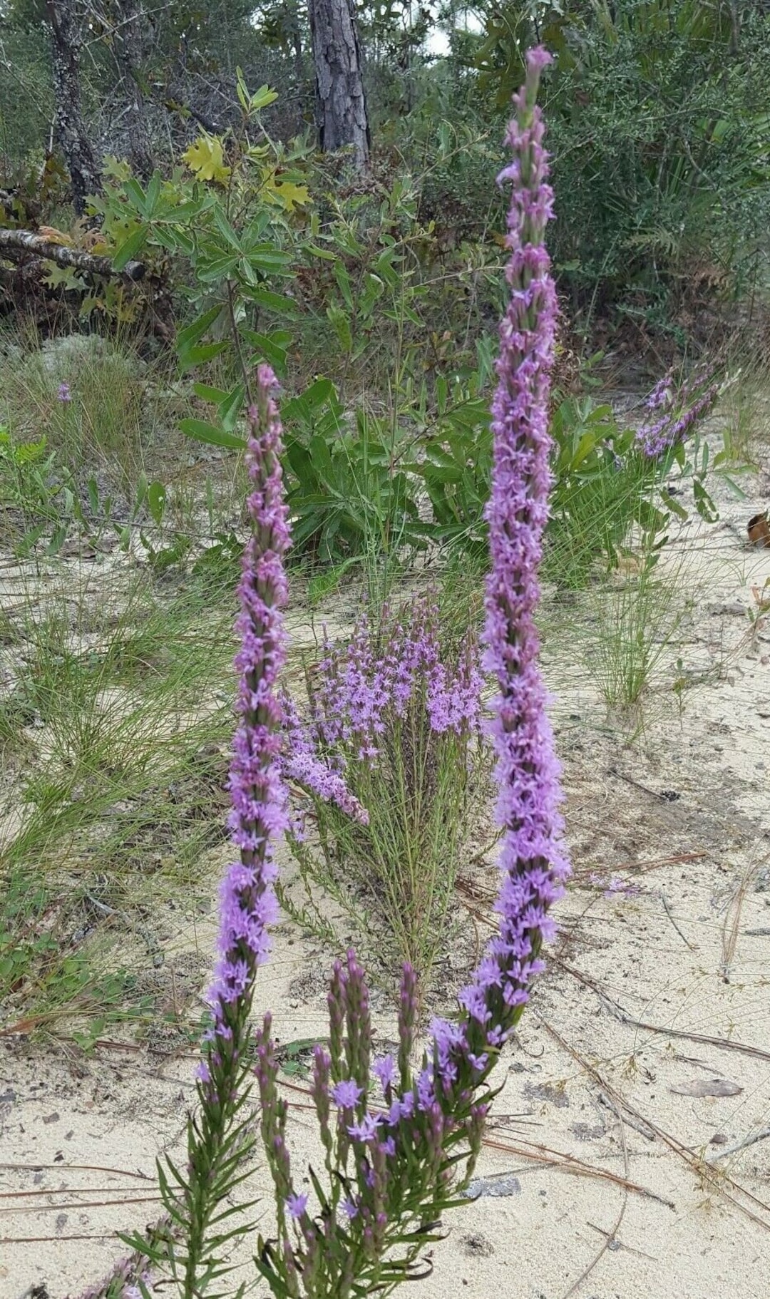 Chapman's Blazing Star | 25 Seeds | Liatris Chapmanii | Florida Native ...