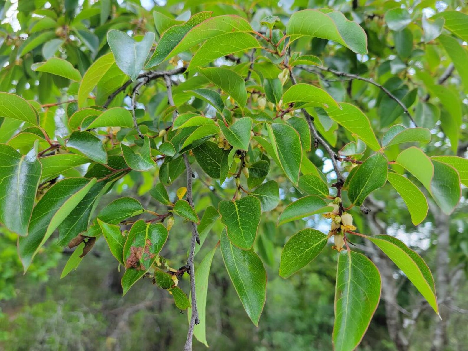 American Persimmon | 5 Seeds | Diospyros Virginiana | Florida Native ...