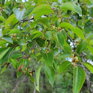 American Persimmon | 5 Seeds | Diospyros Virginiana | Florida Native ...