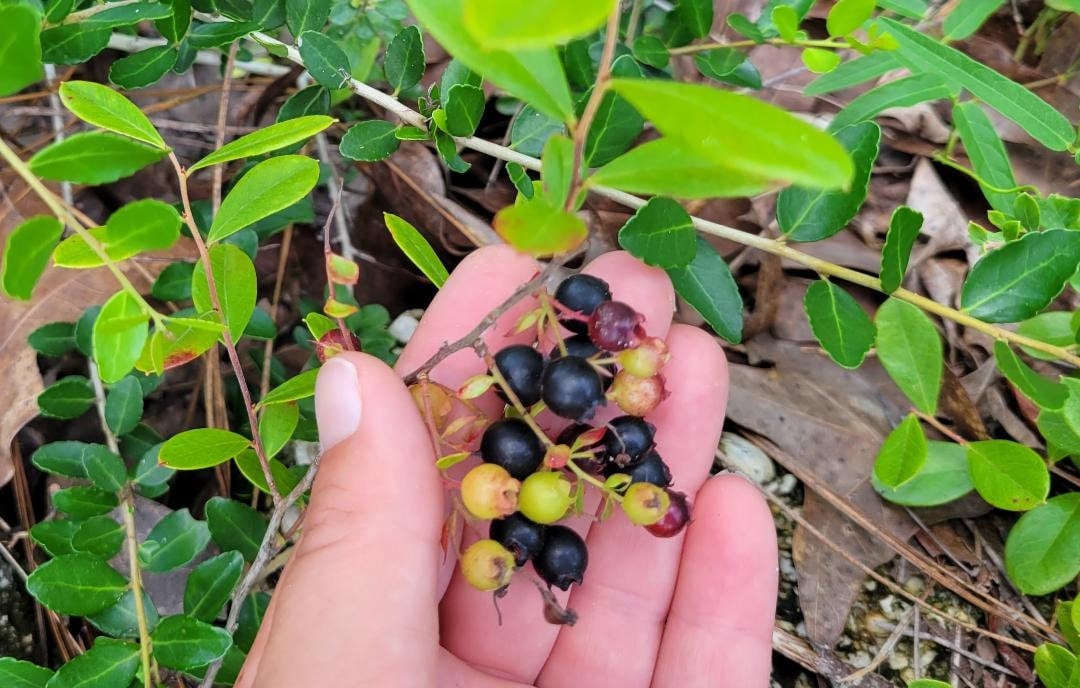 Small Black Blueberry | 15 Seeds | Vaccinium Tenellum | Edible ...