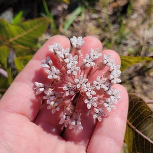 Pinewoods Milkweed | 5 Seeds | Asclepias Humistrata | Florida Native ...
