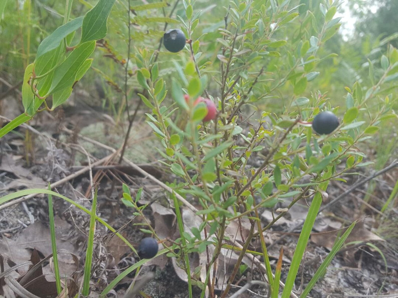 Shiny Blueberry | 25 Seeds | Vaccinium Myrsinites | Organic & Non-gmo ...