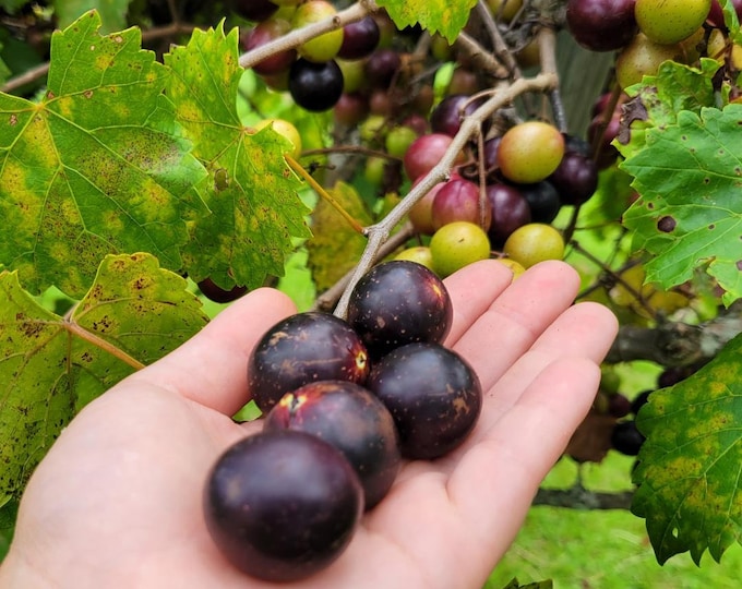 Muscadine | 5 Seeds | Vitis Rotundifolia | Southern Grape | Super Sweet ...