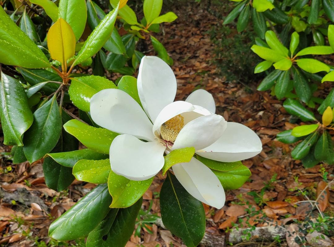 Southern Magnolia 5-25 Seeds Magnolia Grandiflora Florida Native Tree ...