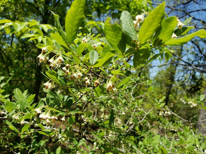 Deerberry | 25 Seeds | Vaccinium Stamineum | Florida Native Berry ...