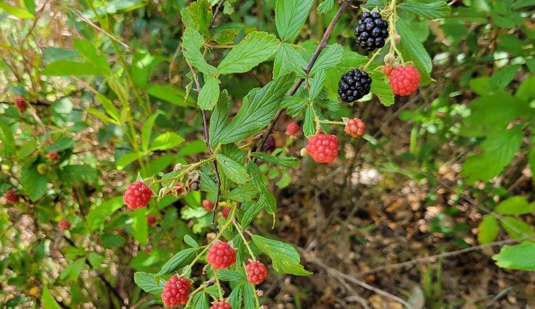 Sand Blackberry | 25 Seeds | Rubus Cuneifoluis | Florida Native ...