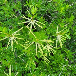 Swamp Titi | 25 Seeds | Cyrilla Racemiflora | Native Flowering Tree ...