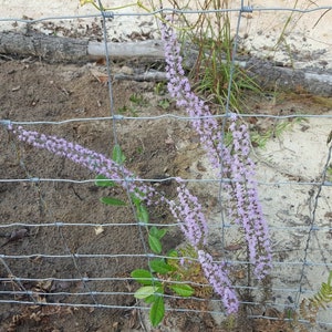Bluffs Gayfeather Liatris Gholsonii Florida Native Ecotype Flower Gulf ...