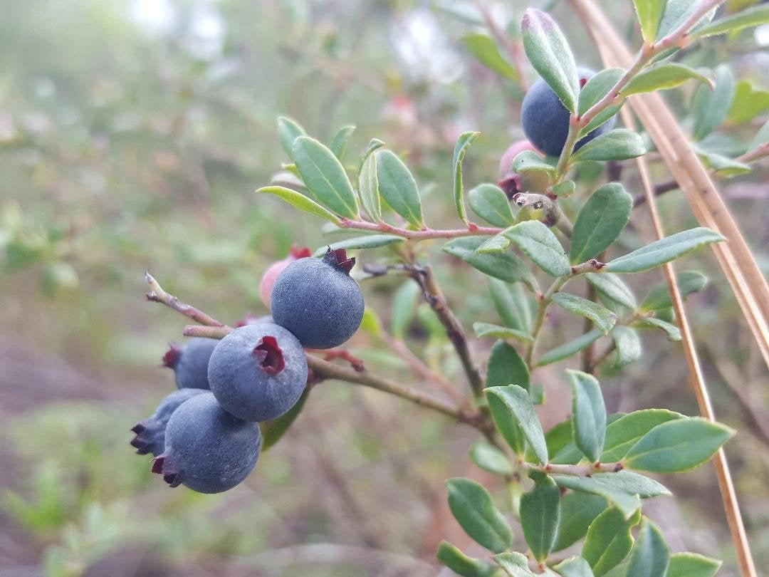 Shiny Blueberry | 25 Seeds | Vaccinium Myrsinites | Organic & Non-gmo ...