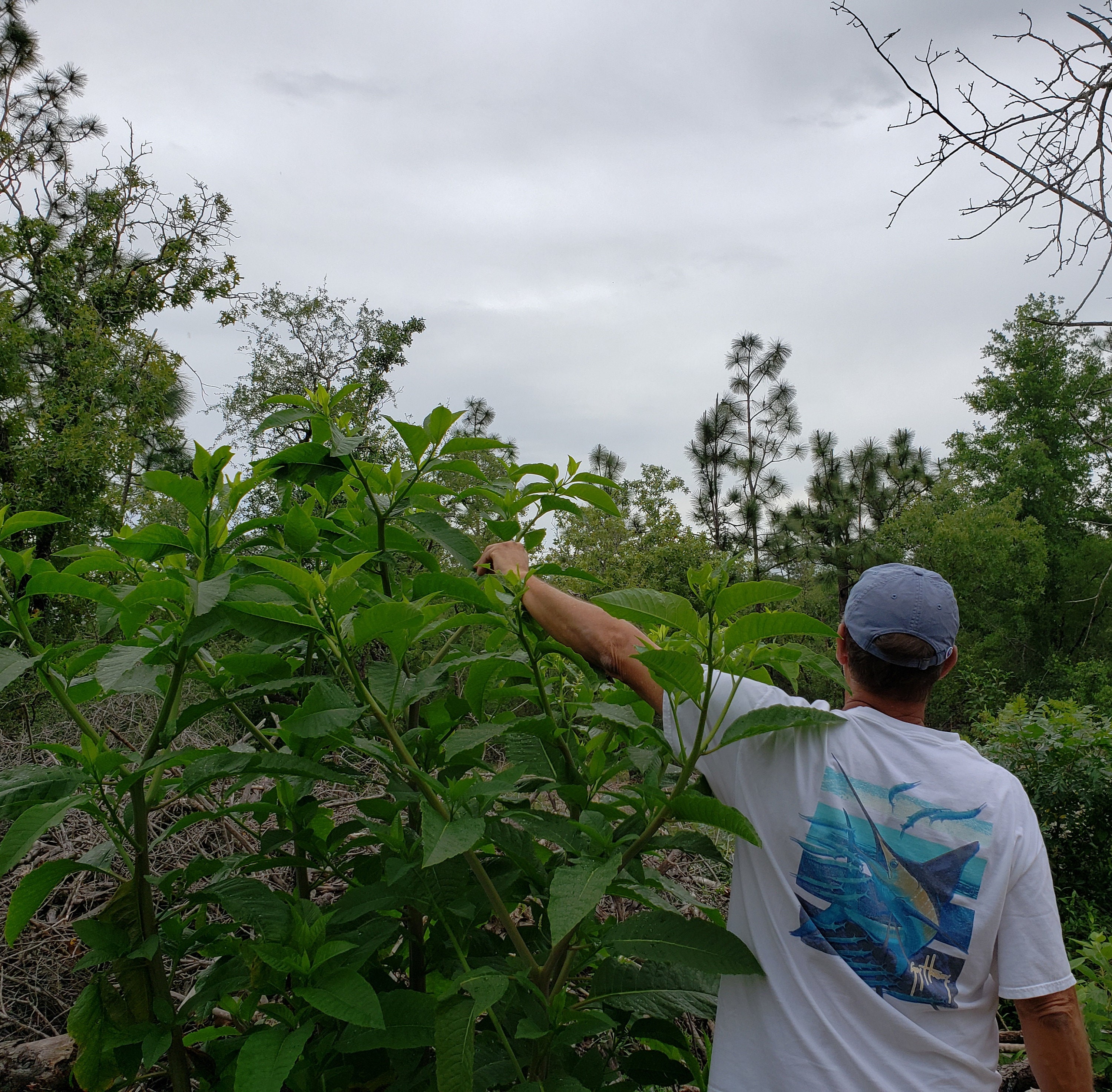 Pokeweed | 25 Seeds | Phytolacca Americana | Pokeberry | Poke Salad ...