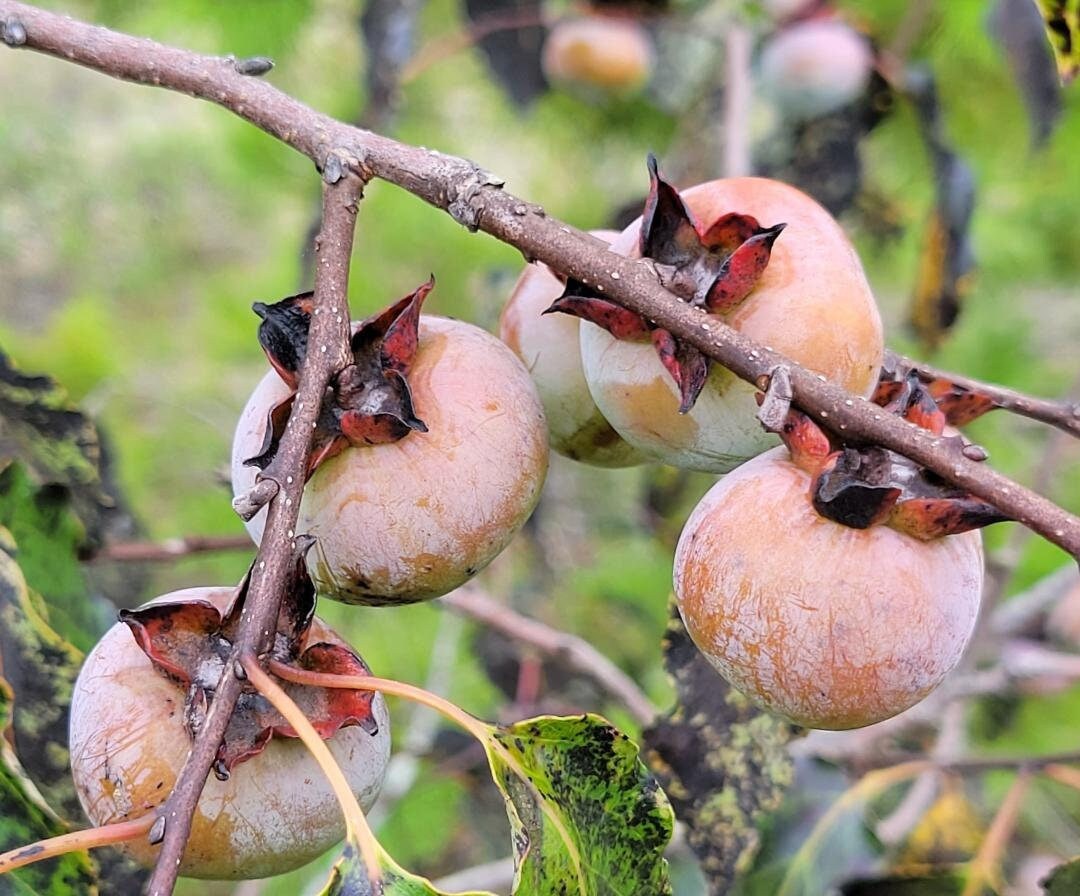 American Persimmon | 5 Seeds | Diospyros Virginiana | Florida Native ...