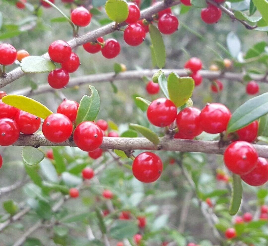Yaupon Holly | 25 Seeds | Ilex Vomitoria | Native Tea | Florida Native ...