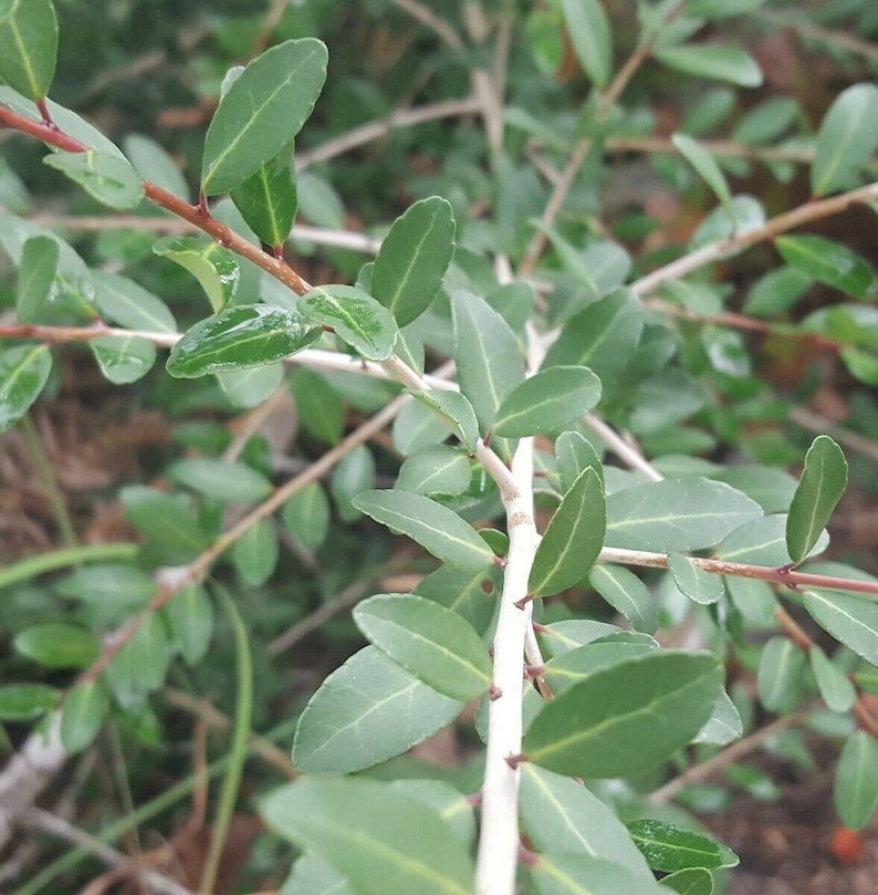 Yaupon Holly | 25 Seeds | Ilex Vomitoria | Native Tea | Florida Native ...