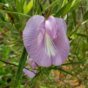 Butterfly Pea 15 Seeds Centrosema Virginianum Florida Native Flower ...