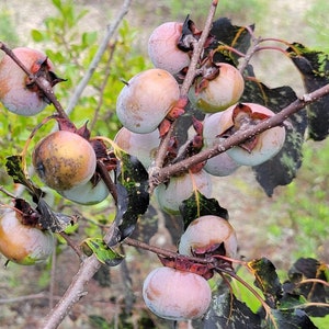 American Persimmon | 5 Seeds | Diospyros Virginiana | Florida Native ...