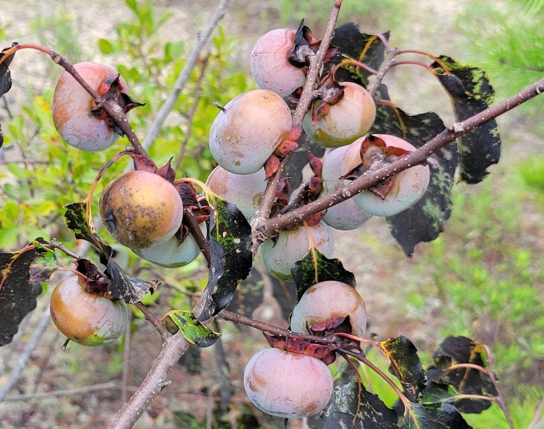 American Persimmon | 5 Seeds | Diospyros Virginiana | Florida Native ...