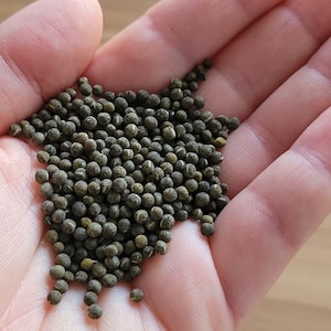 Pygmyflower Vetch | 15 Seeds | Vicia Minutiflora | Florida Native ...