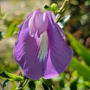 Butterfly Pea 15 Seeds Centrosema Virginianum Florida Native Flower ...