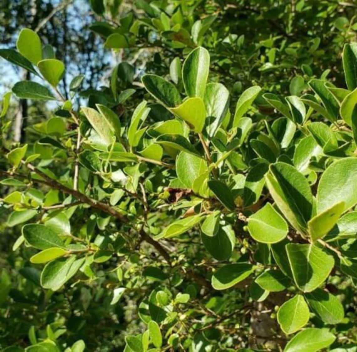 Sparkleberry | 25 Seeds | Vaccinium Arboreum | Farkleberry ...