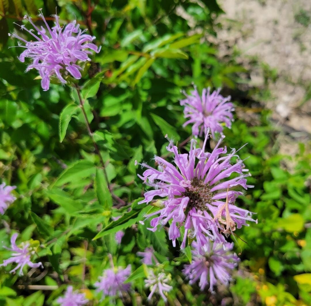 Purple Bee Balm Plant