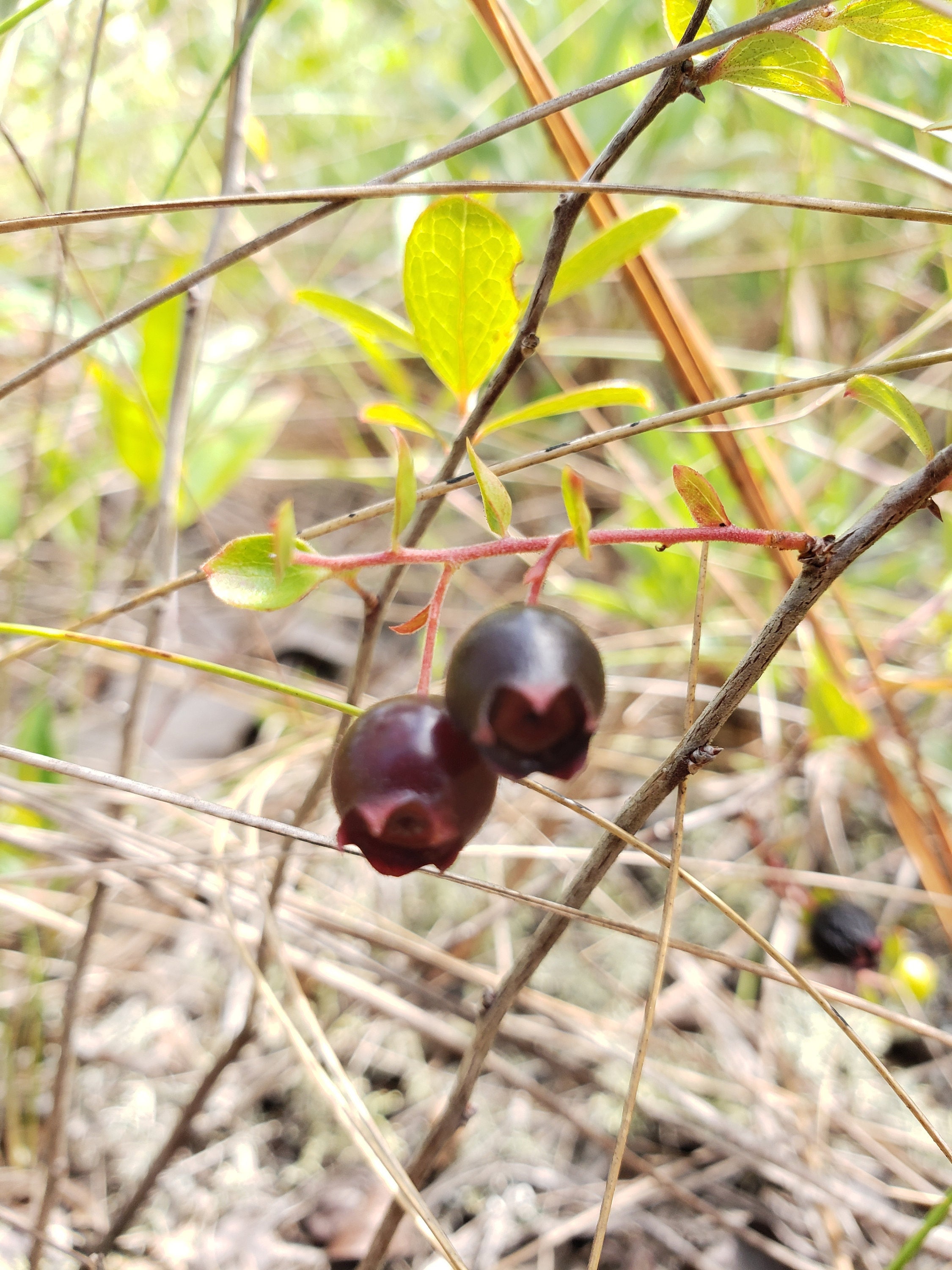 Small Black Blueberry | 15 Seeds | Vaccinium Tenellum | Edible ...