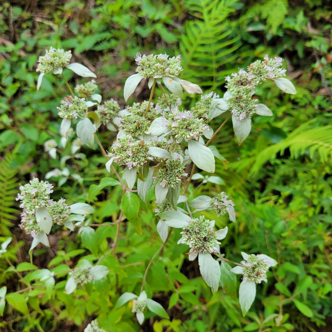Florida Mountain Mint | 25 Seeds | Pycnanthemum Floridanum | Florida ...