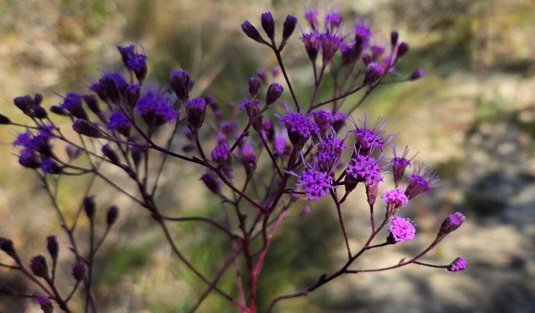 Florida Paintbrush | 25 Seeds | Carphephorus Corymbosus | Florida ...
