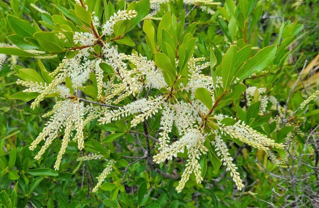 Swamp Titi | 25 Seeds | Cyrilla Racemiflora | Native Flowering Tree ...