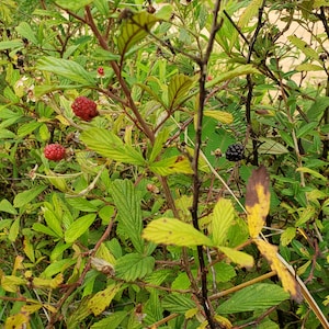 Sand Blackberry | 25 Seeds | Rubus Cuneifoluis | Florida Native ...
