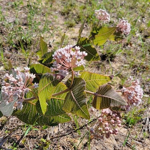 Pinewoods Milkweed | 5 Seeds | Asclepias Humistrata | Florida Native ...