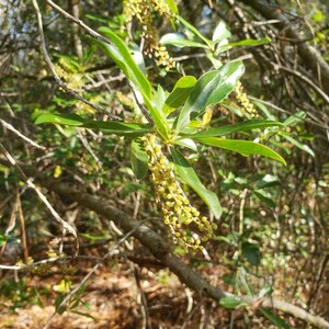 Swamp Titi | 25 Seeds | Cyrilla Racemiflora | Native Flowering Tree ...