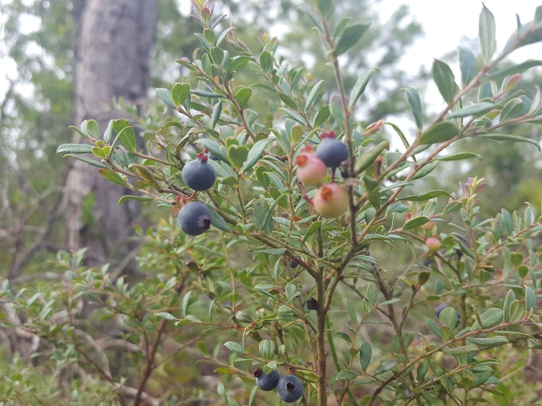 Shiny Blueberry | 25 Seeds | Vaccinium Myrsinites | Organic & Non-gmo ...