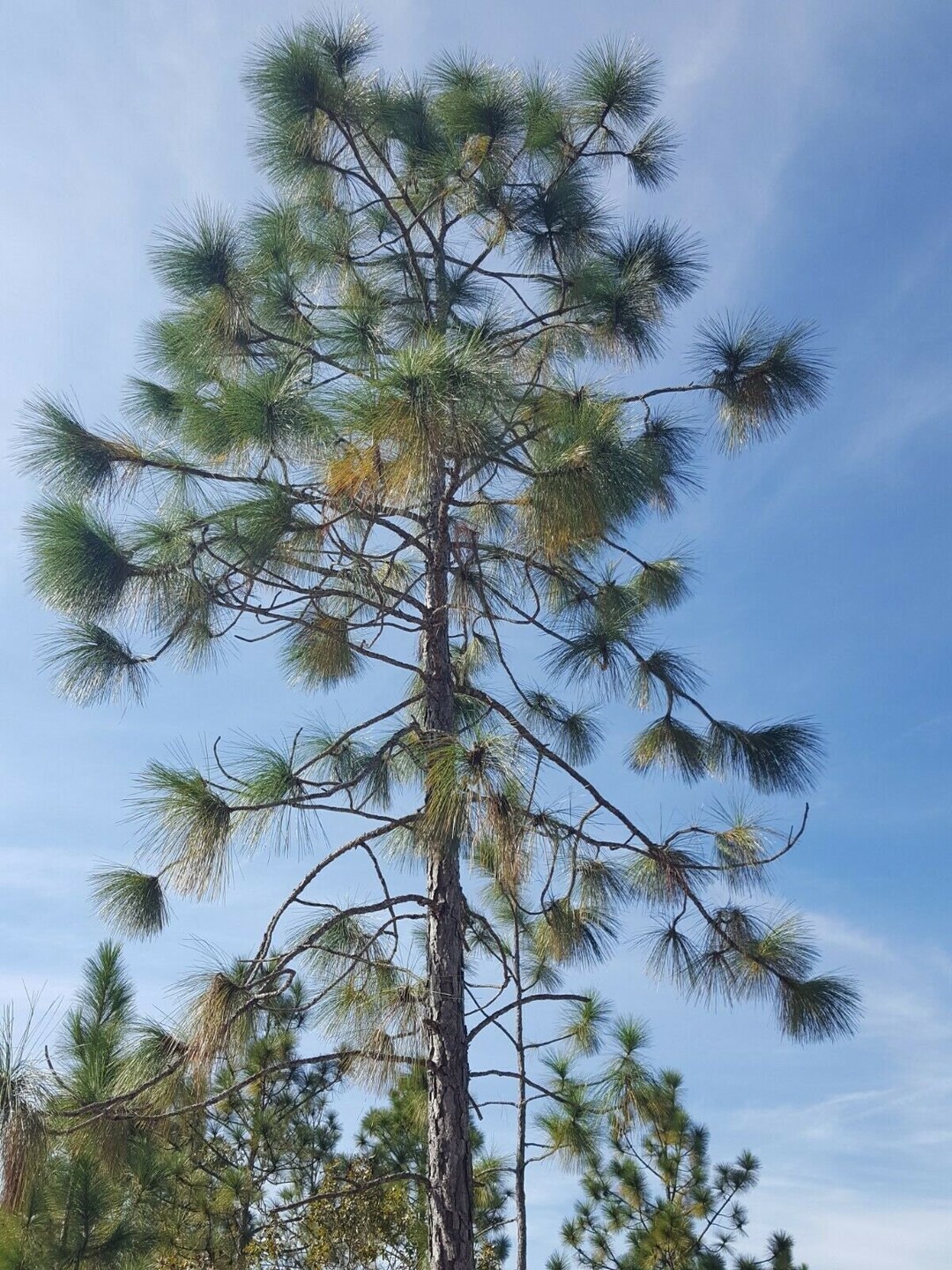 Long-leaf Pine | 5 Seeds | Pinus Palustris | Florida Native Tree | Gulf ...