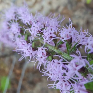 Bluffs Gayfeather Liatris Gholsonii Florida Native Ecotype Flower Gulf ...