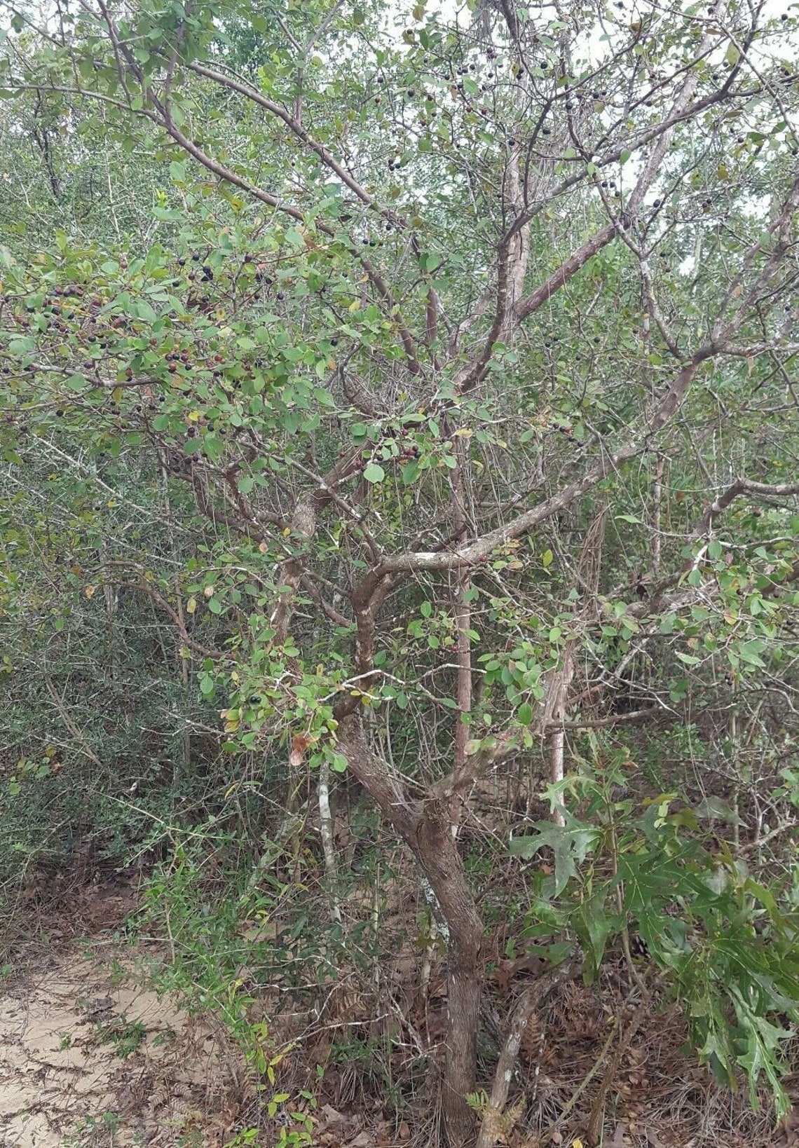 Sparkleberry / Farkleberry / Huckleberry Vaccinium Arboreum | Etsy