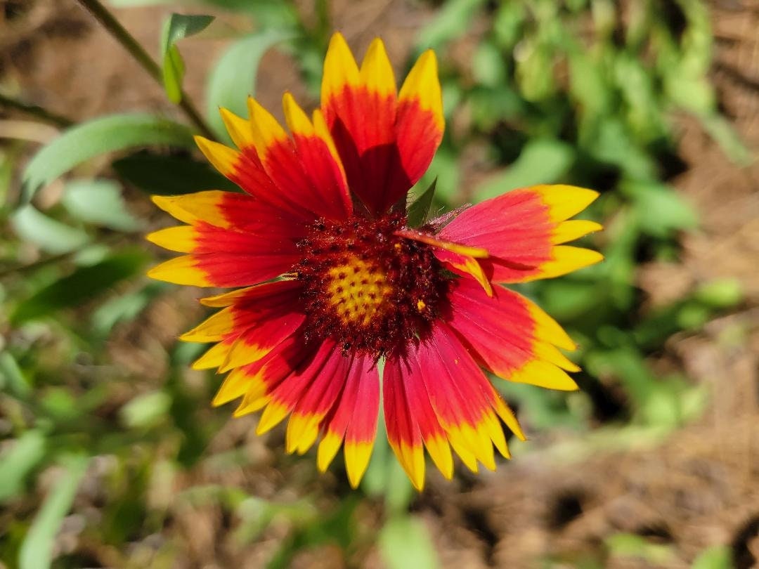 Indian Blanket | 25 Seeds | Gaillardia Pulchella | Firewheel | Blanket ...