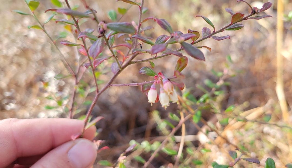 Shiny Blueberry | 25 Seeds | Vaccinium Myrsinites | Organic & Non-gmo ...