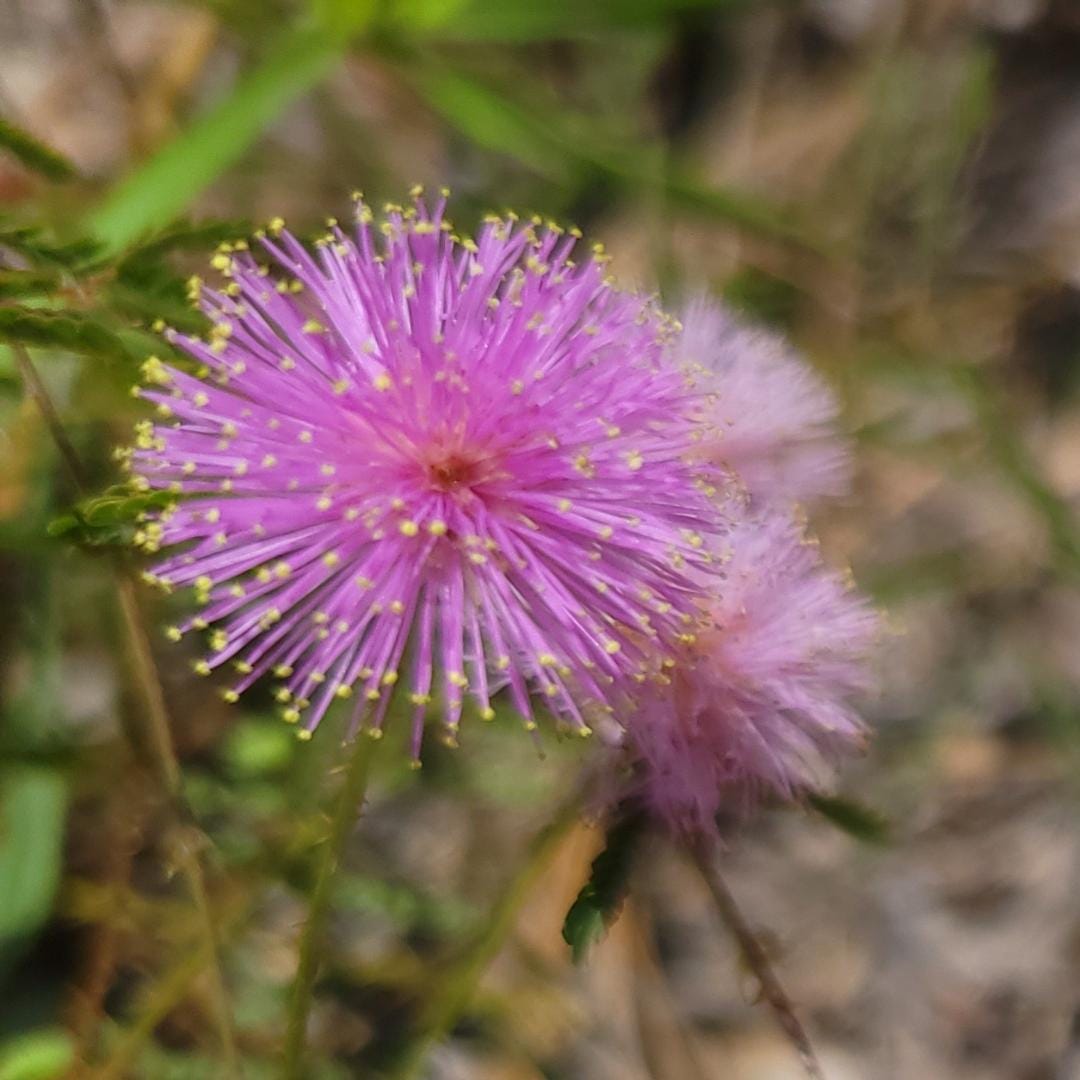 Sensitive Plant | 5 Seeds | Mimosa Microphylla | Touch | Florida Native ...