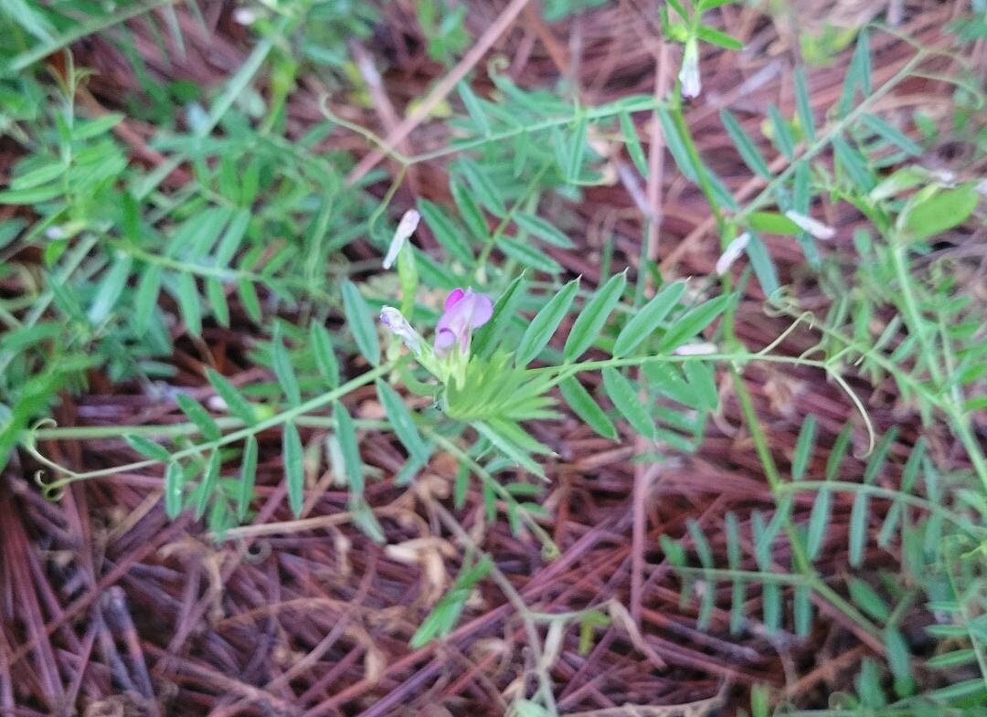 Pygmyflower Vetch | 15 Seeds | Vicia Minutiflora | Florida Native ...