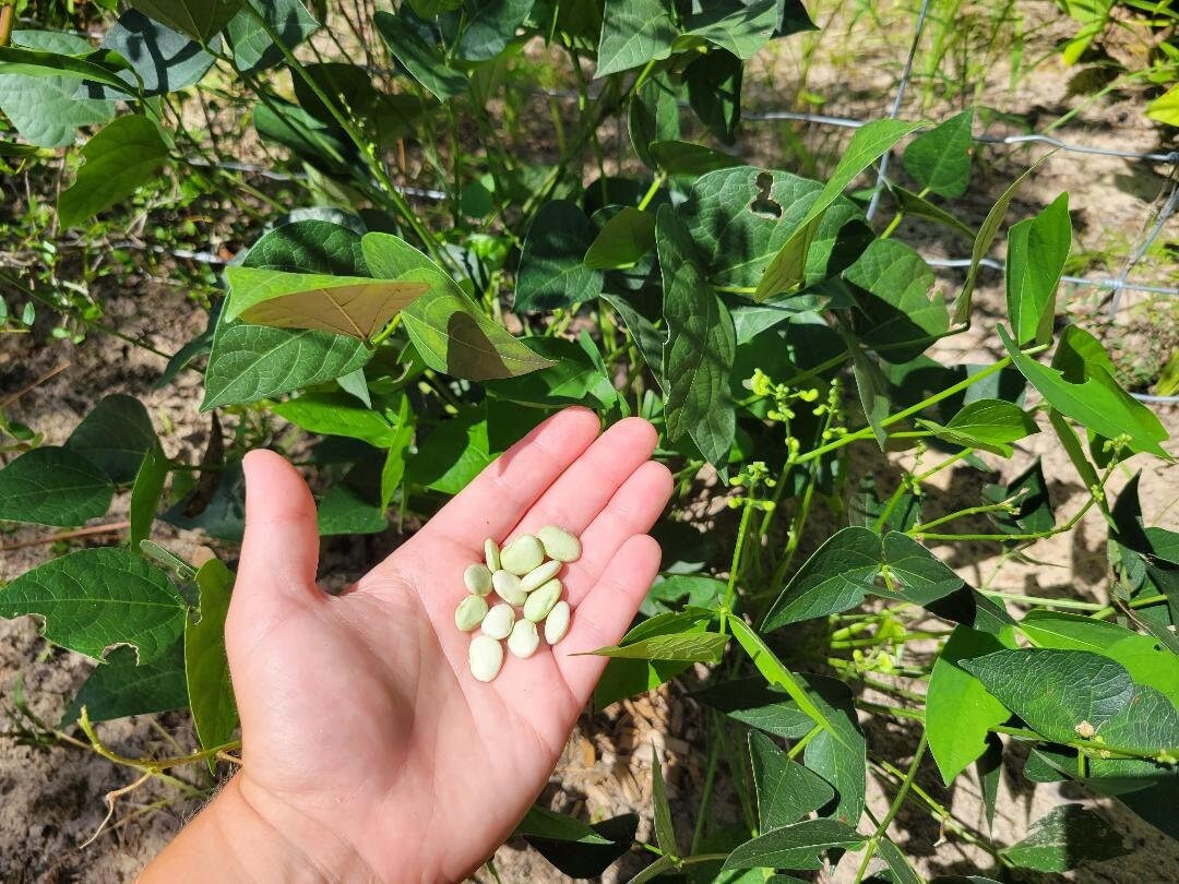 Lima Beans | 5 Seeds | Florida Grown | Organic | Southern Vegetable ...