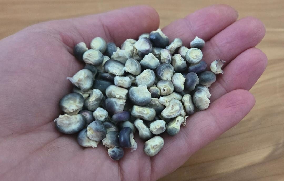 Blue Hopi Corn | 5 Seeds | Florida Grown | Heirloom | Grits | Blue ...